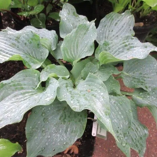 All Hostas – Hostas on the Bluff