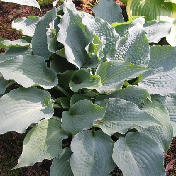 All Hostas – Hostas on the Bluff