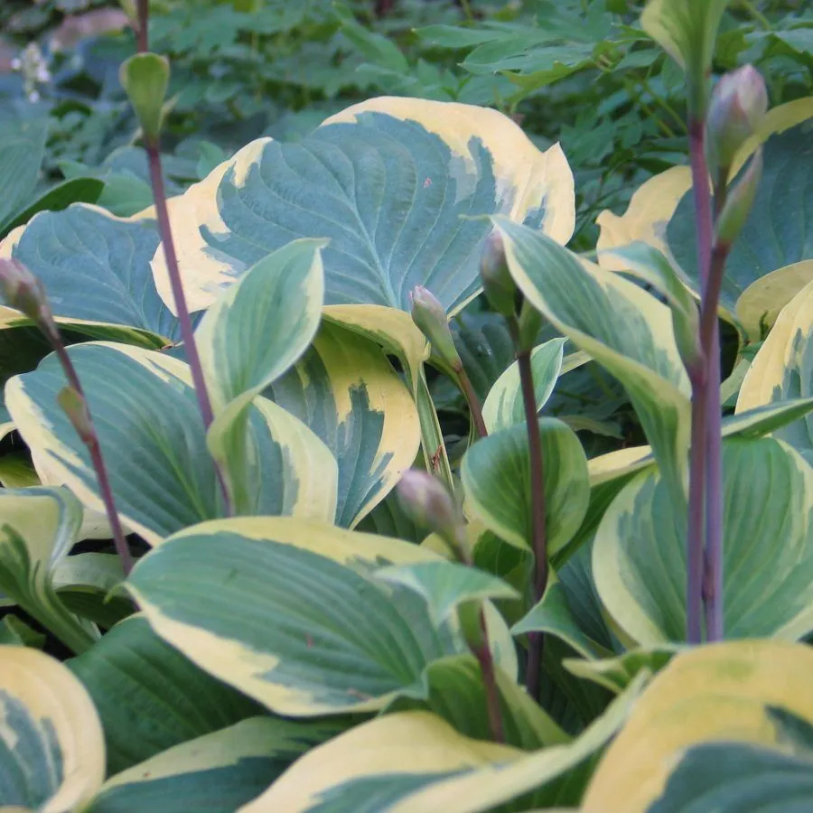 All Hostas – Hostas on the Bluff