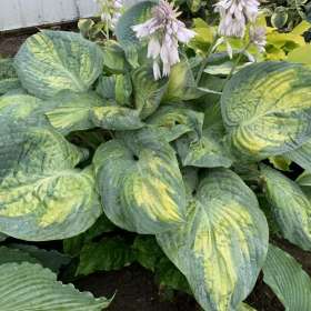 Giant – Hostas on the Bluff