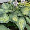 Giant – Hostas on the Bluff