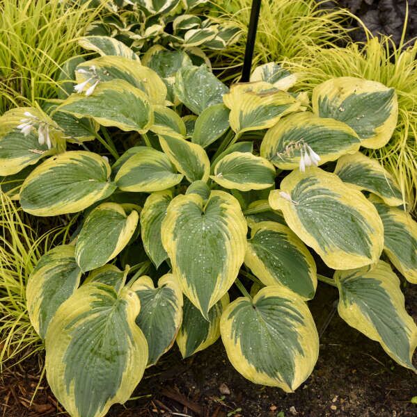 All Hostas – Hostas on the Bluff