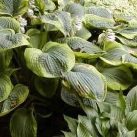 Slug Resistant - Hostas on the Bluff