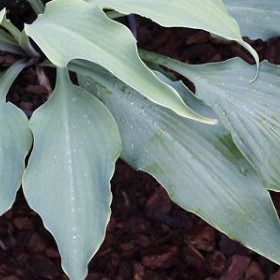 Halcyon - Hostas on the Bluff