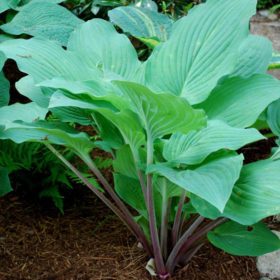 Munchkin Fire - Hostas on the Bluff