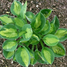 Sun Mouse - Hostas on the Bluff