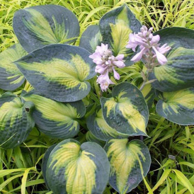 Angel Falls - Hostas on the Bluff