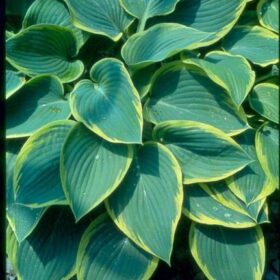 Giant - Hostas on the Bluff