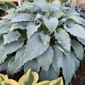 Twin Cities - Hostas on the Bluff