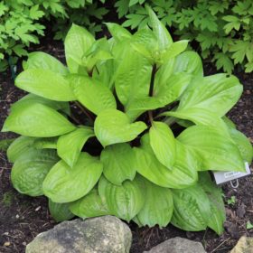 Janes Blush - Hostas on the Bluff