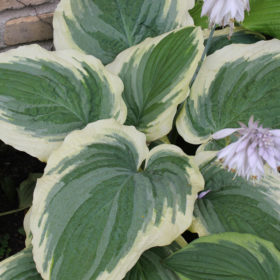 Large - Hostas on the Bluff