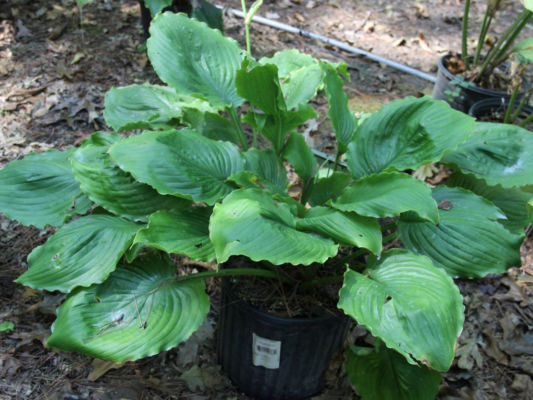 Dragon’s Dream - Hostas on the Bluff