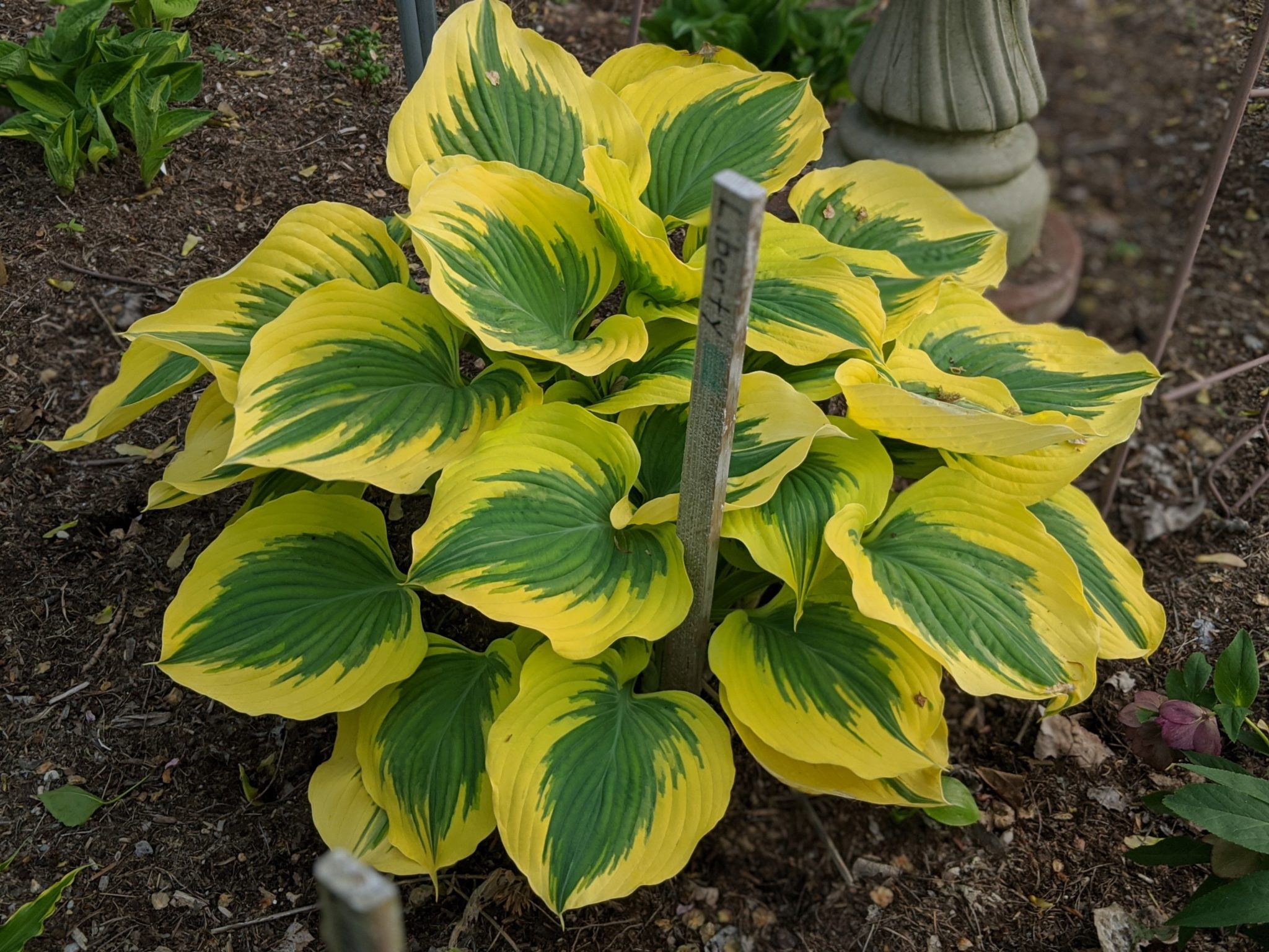 Liberty - Hostas on the Bluff