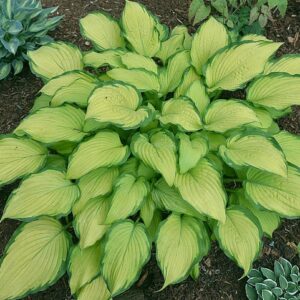 Munchkin Fire - Hostas on the Bluff