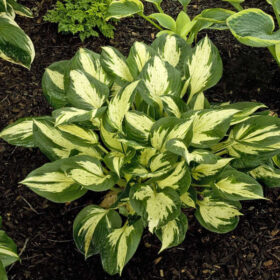 Sun Mouse - Hostas on the Bluff