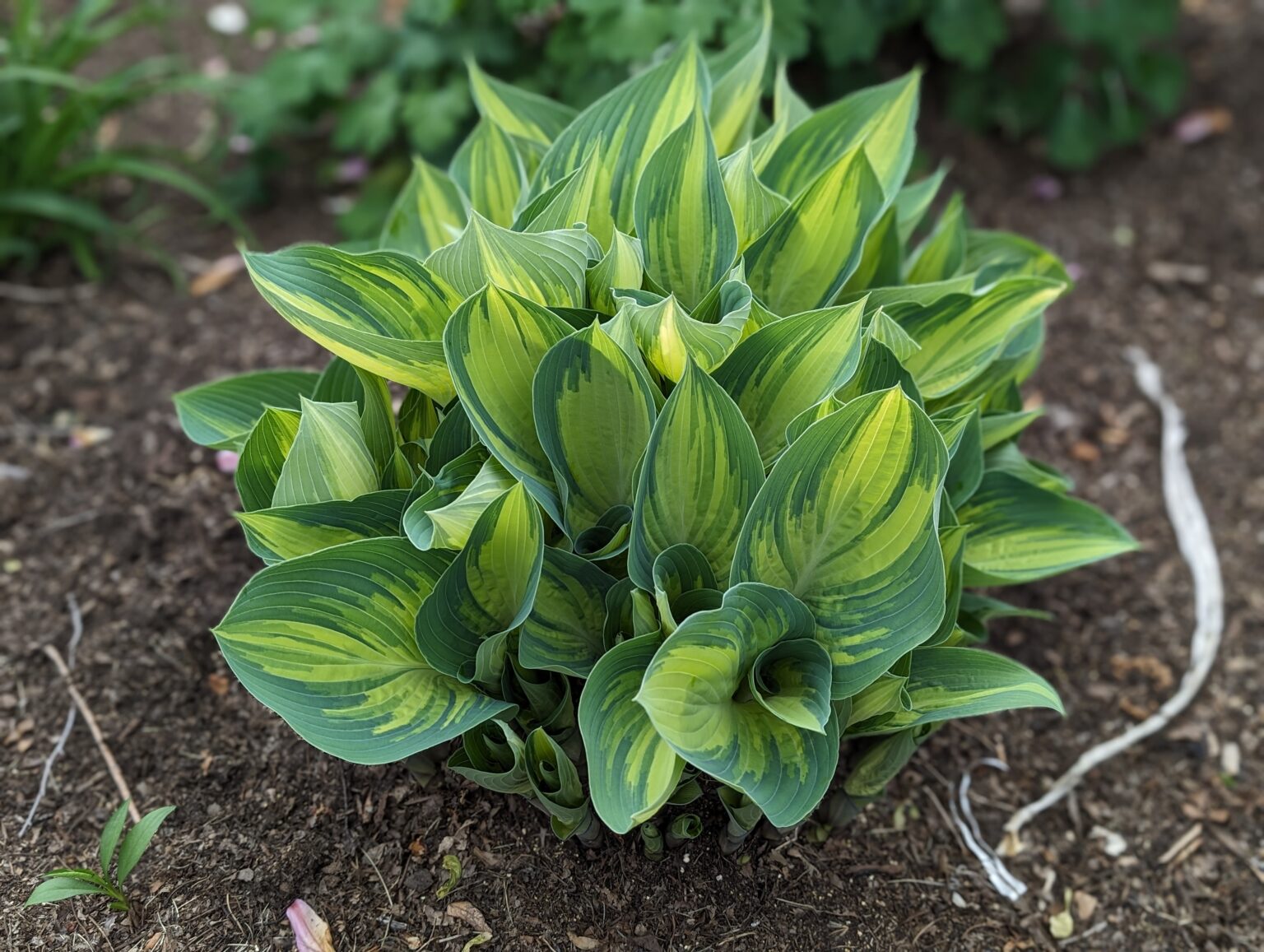 When do hostas start coming up? Hostas Coming to Life: The Microclimate ...