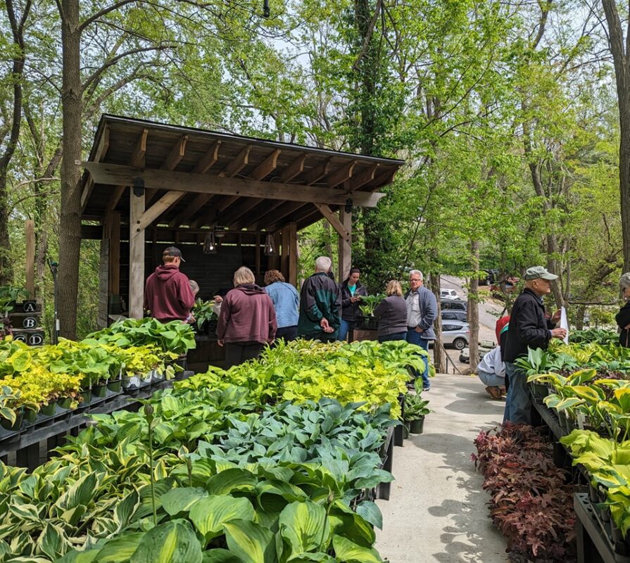 Hostas on the Bluff