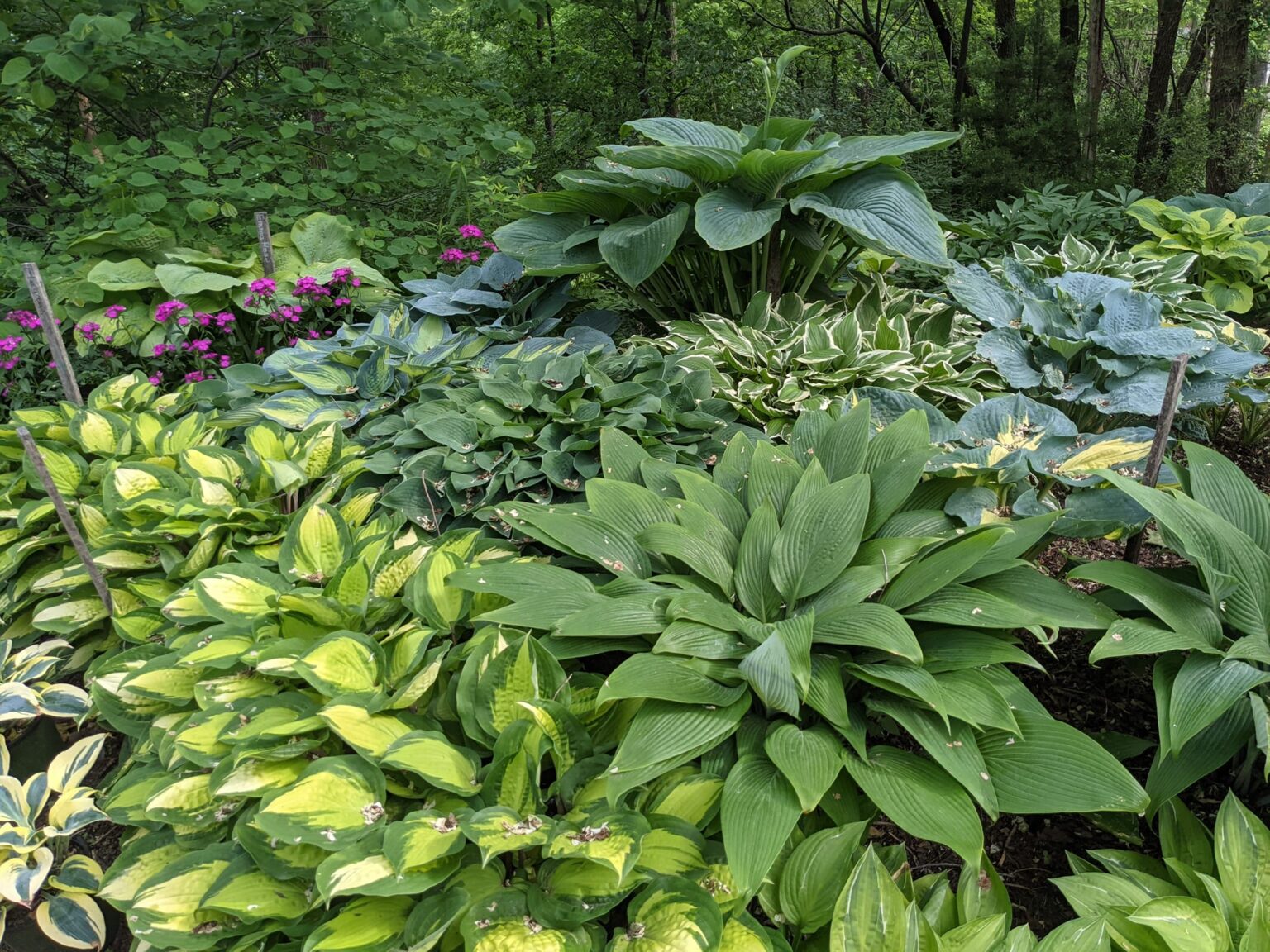 Hostas on the Bluff