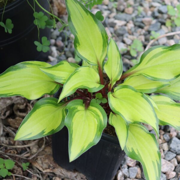 All Hostas - Hostas on the Bluff