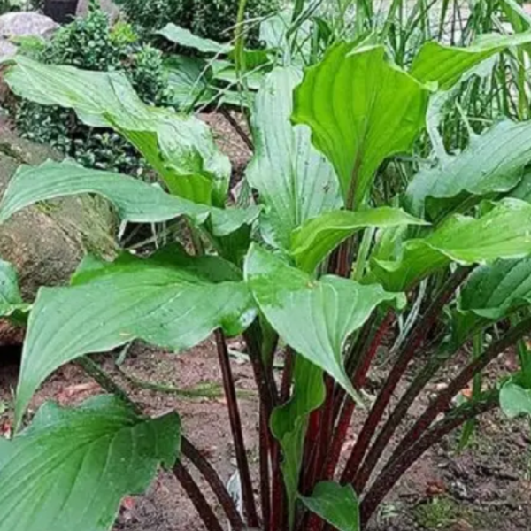 Small - Hostas on the Bluff