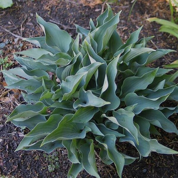All Hostas - Hostas on the Bluff